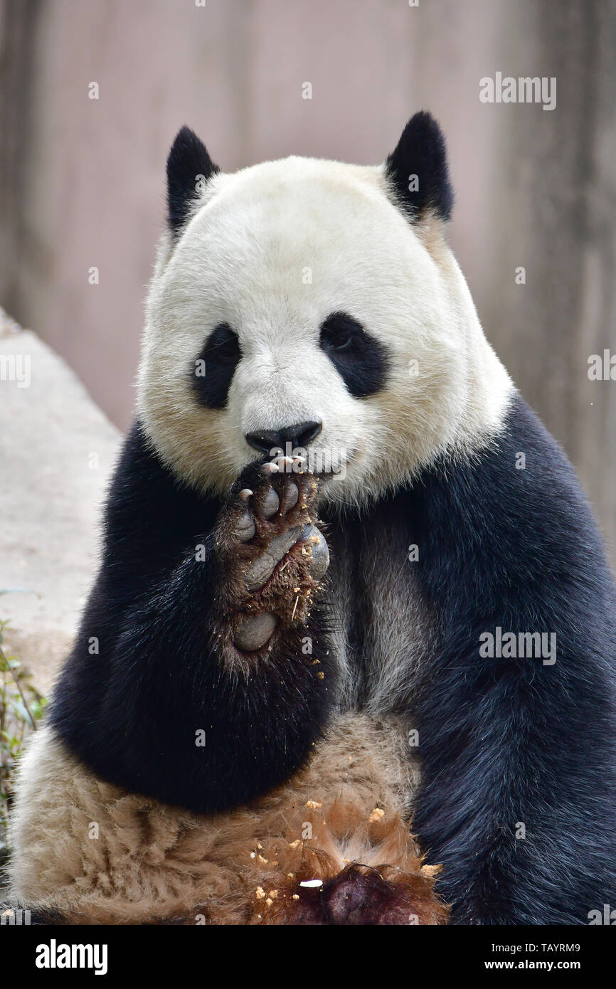 giant panda, Pandabär, Ailuropoda melanoleuca, Chengdu Research Base of ...