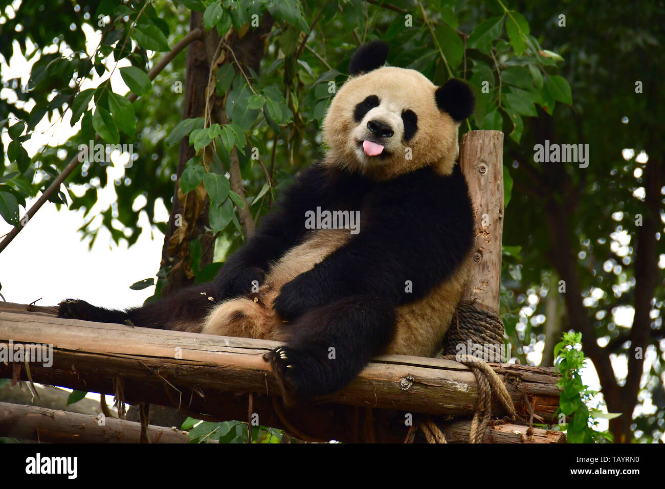 giant panda, Pandabär, Ailuropoda melanoleuca, Chengdu Research Base of ...