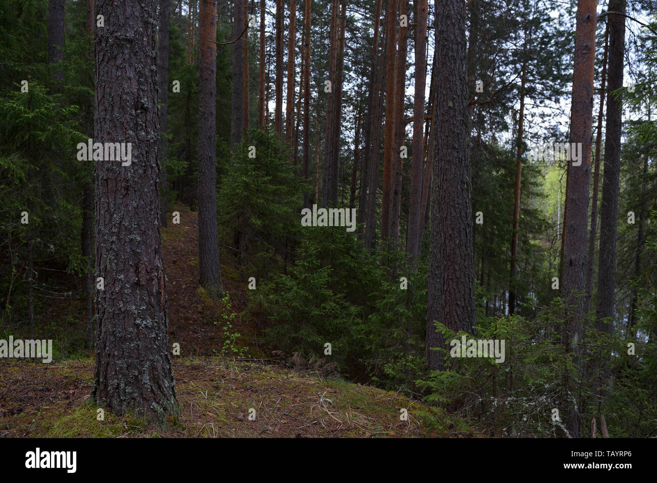 Real landscape of the taiga forest on a gloomy rainy day Stock Photo ...