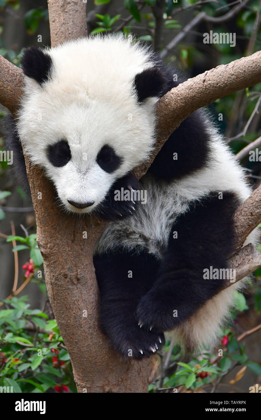 giant panda, Pandabär, Ailuropoda melanoleuca, Chengdu Research Base of ...