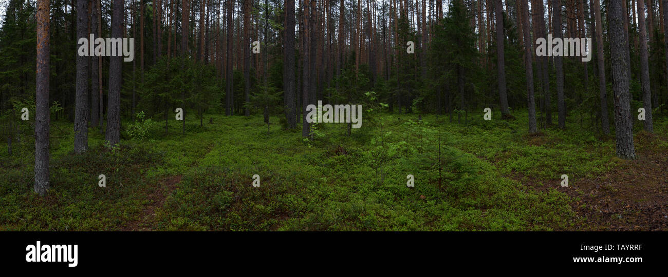Taiga panorama hi-res stock photography and images - Alamy