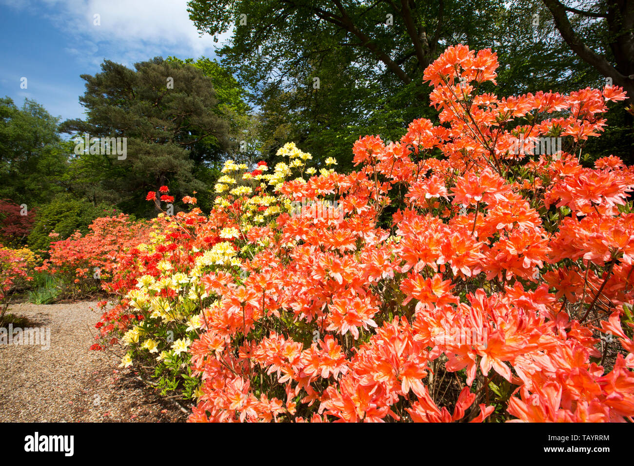 Azaleas flowering in Stody lodge Gardens, near Holt, Norfolk, UK Stock ...