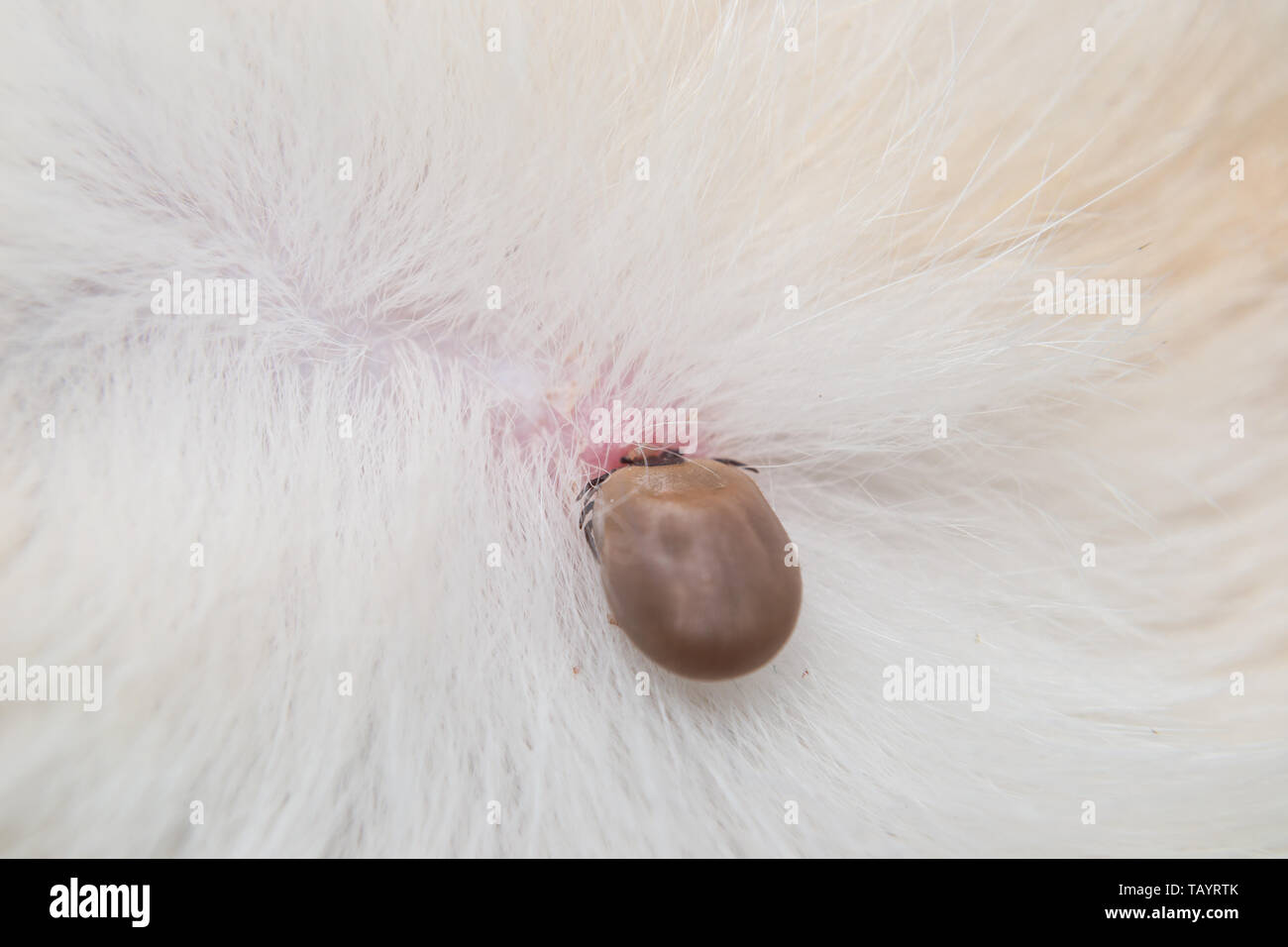 Why Does My Dog Have A Hole In His Skin