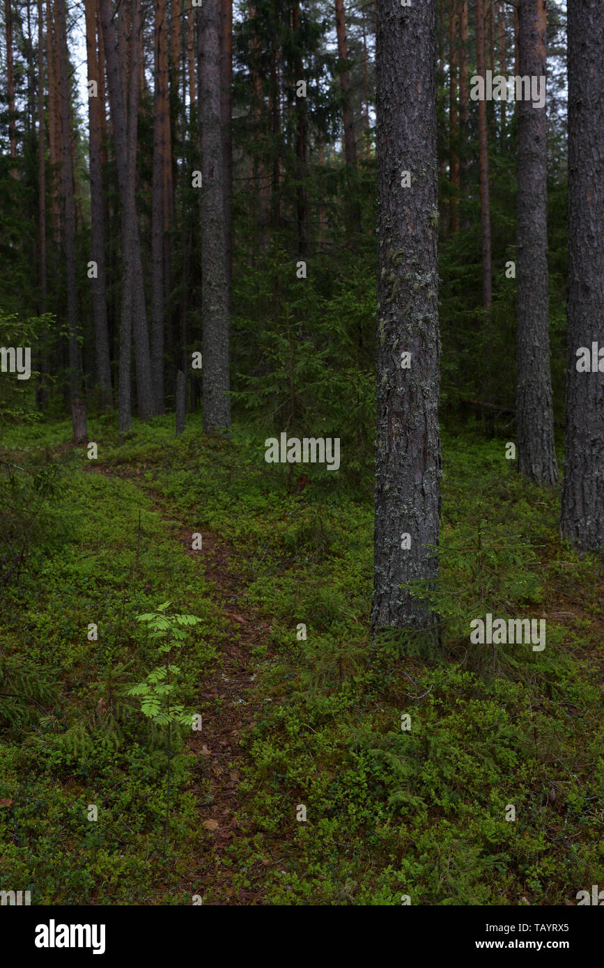 Real landscape of the taiga forest on a gloomy rainy day Stock Photo ...