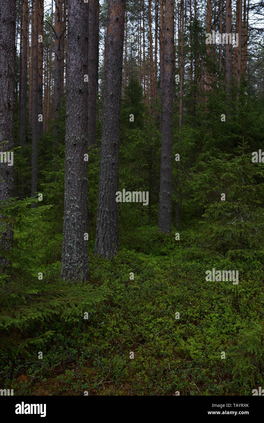 Real landscape taiga forest hi-res stock photography and images - Alamy
