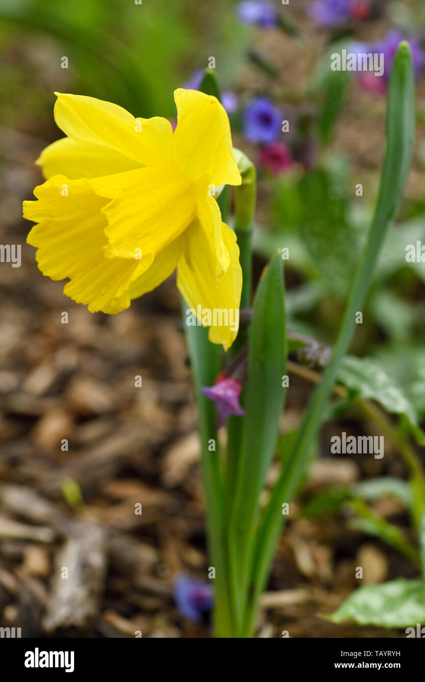 Single yellow Daffodil flower with purple lungwort plants in Spring ...