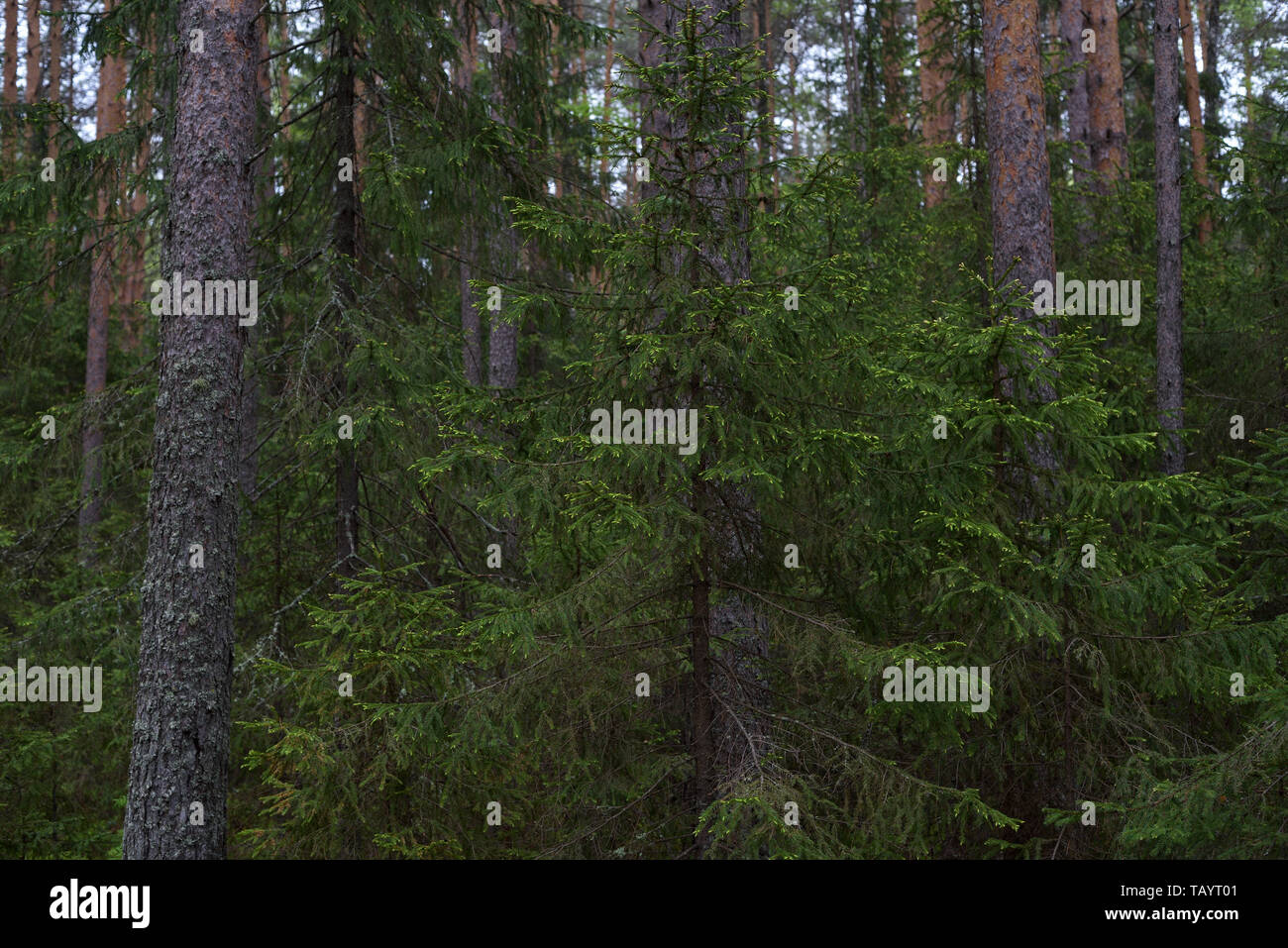 Real landscape of the taiga forest on a gloomy rainy day Stock Photo ...