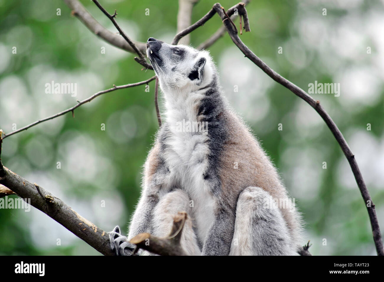 Monkey stretching hi-res stock photography and images - Alamy