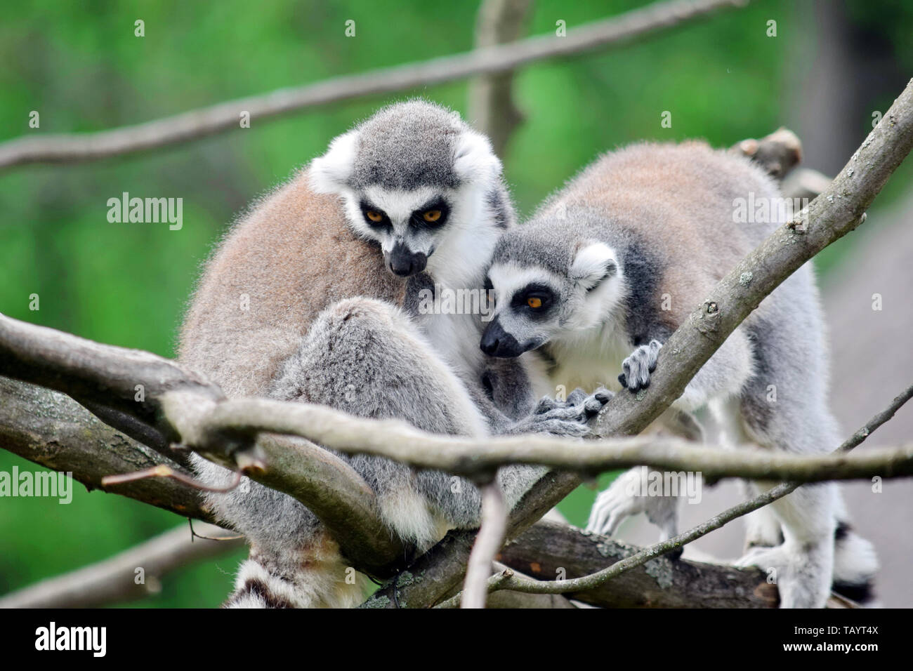 Ring tailed lemur couple hi-res stock photography and images - Alamy