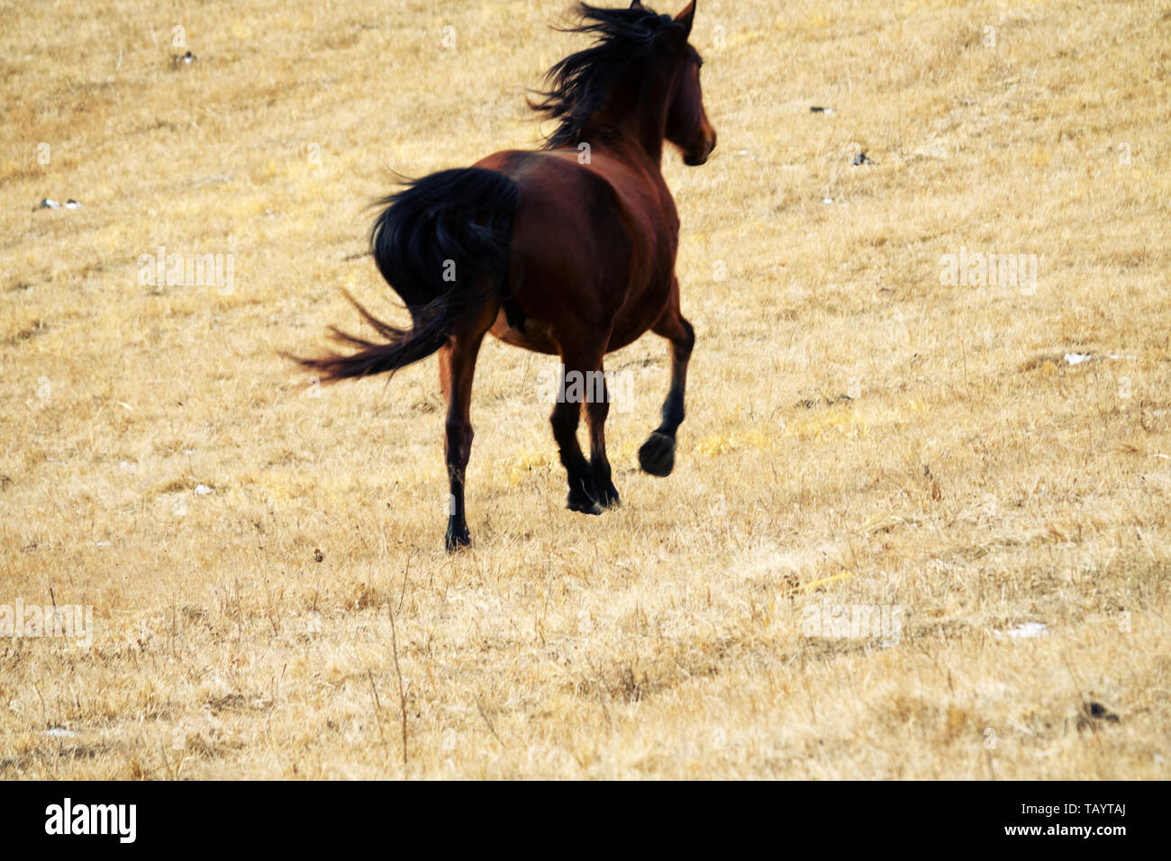 Kabardian breed hi-res stock photography and images - Alamy