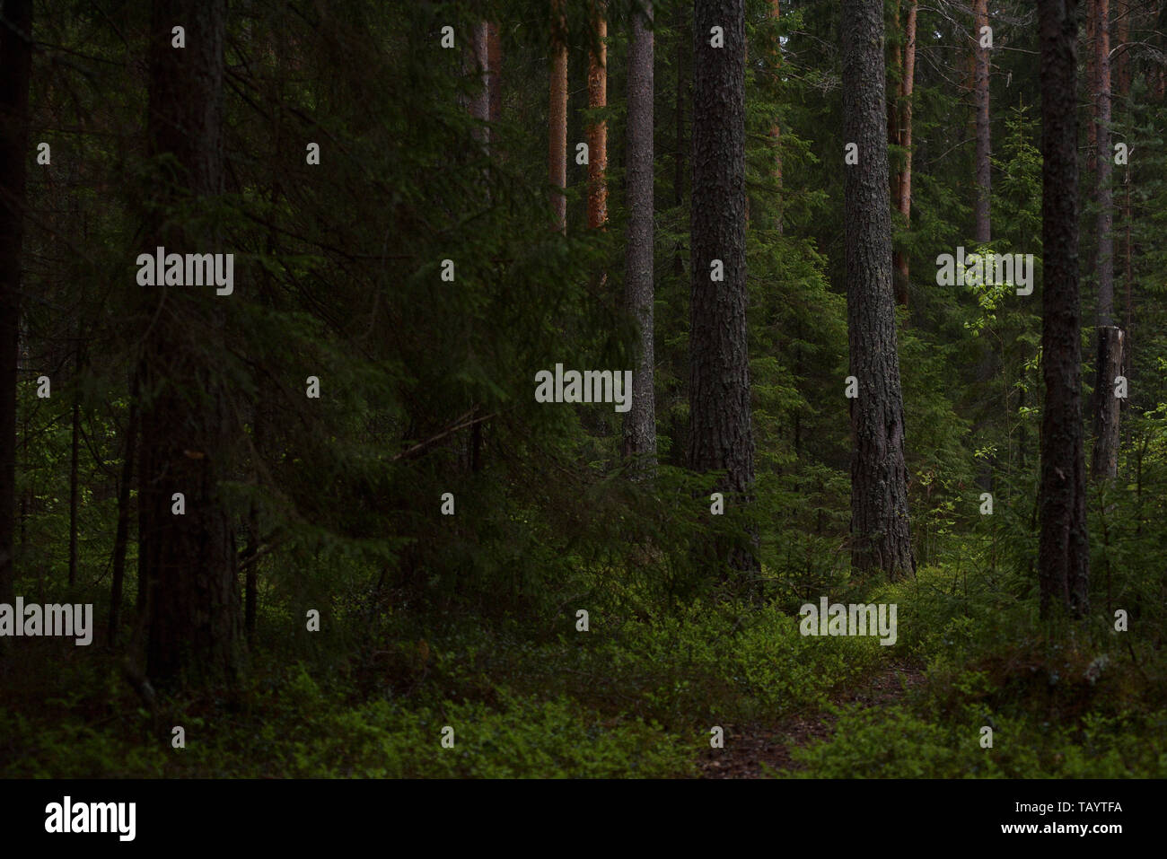 Real landscape of the taiga forest on a gloomy rainy day Stock Photo ...