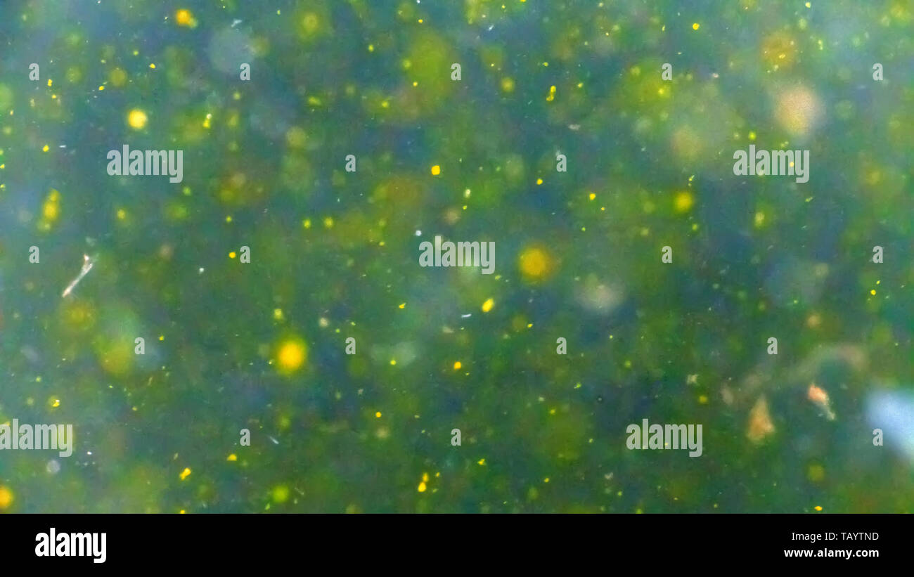 Ultra macro bio vegetable water background. Different particles of ...