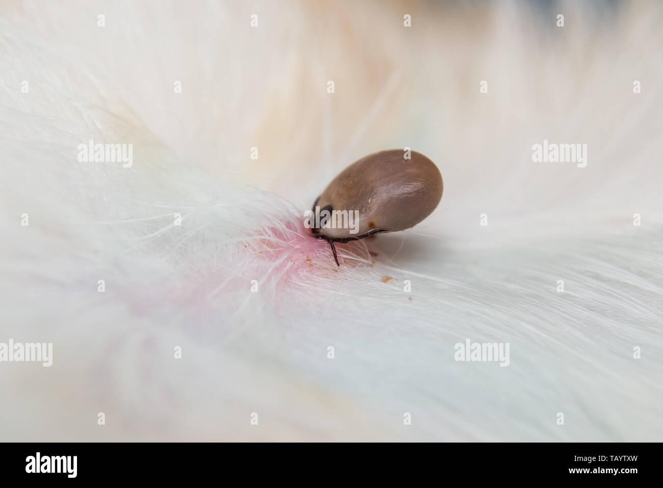 close-up photo of a tick attached to dog skin Stock Photo - Alamy