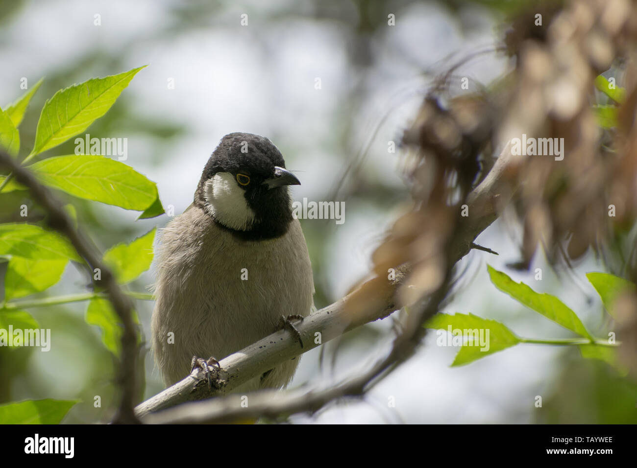 Iraqi bulbul hi-res stock photography and images - Alamy