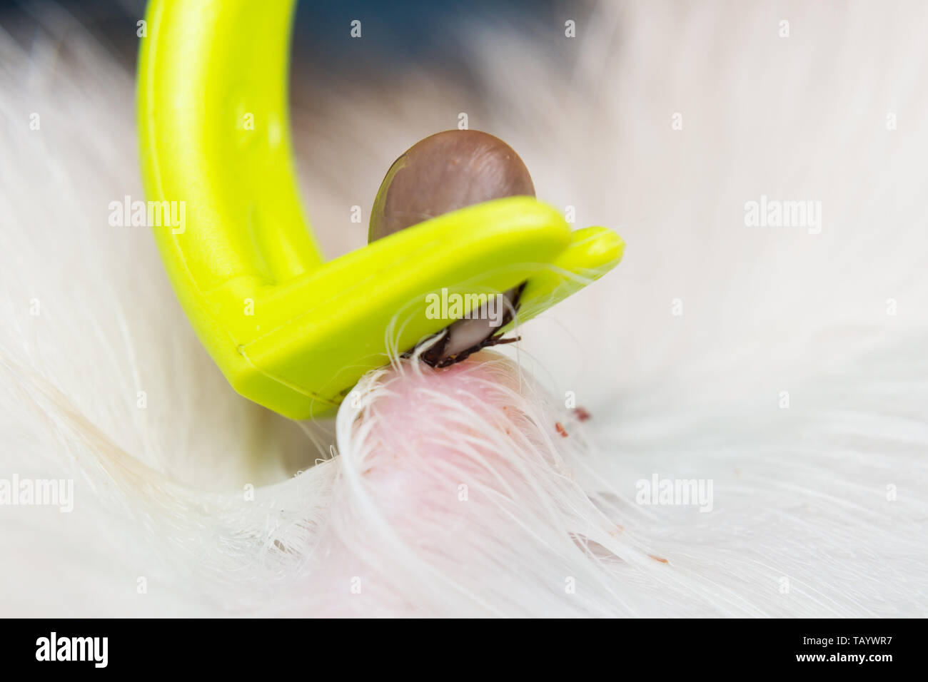 tick removing with tick remover tool Stock Photo - Alamy