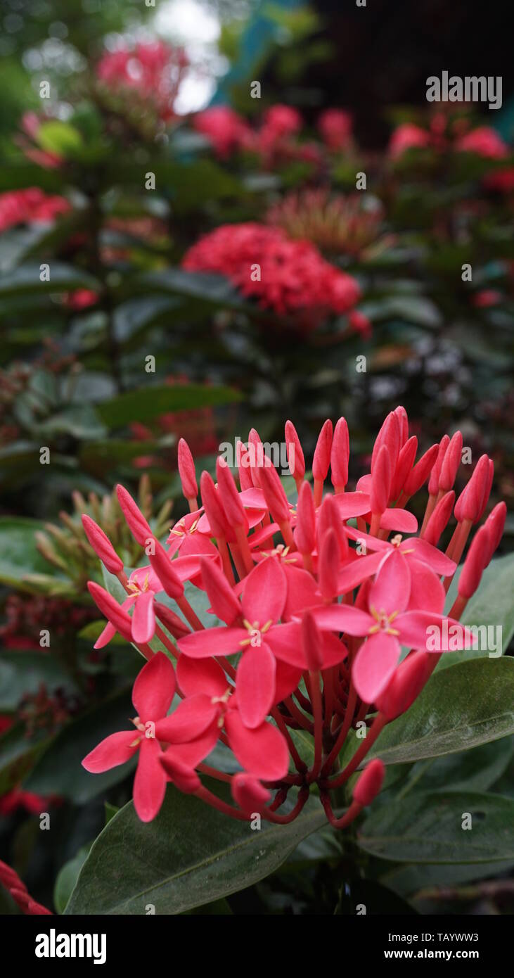 flower in a garden Stock Photo - Alamy