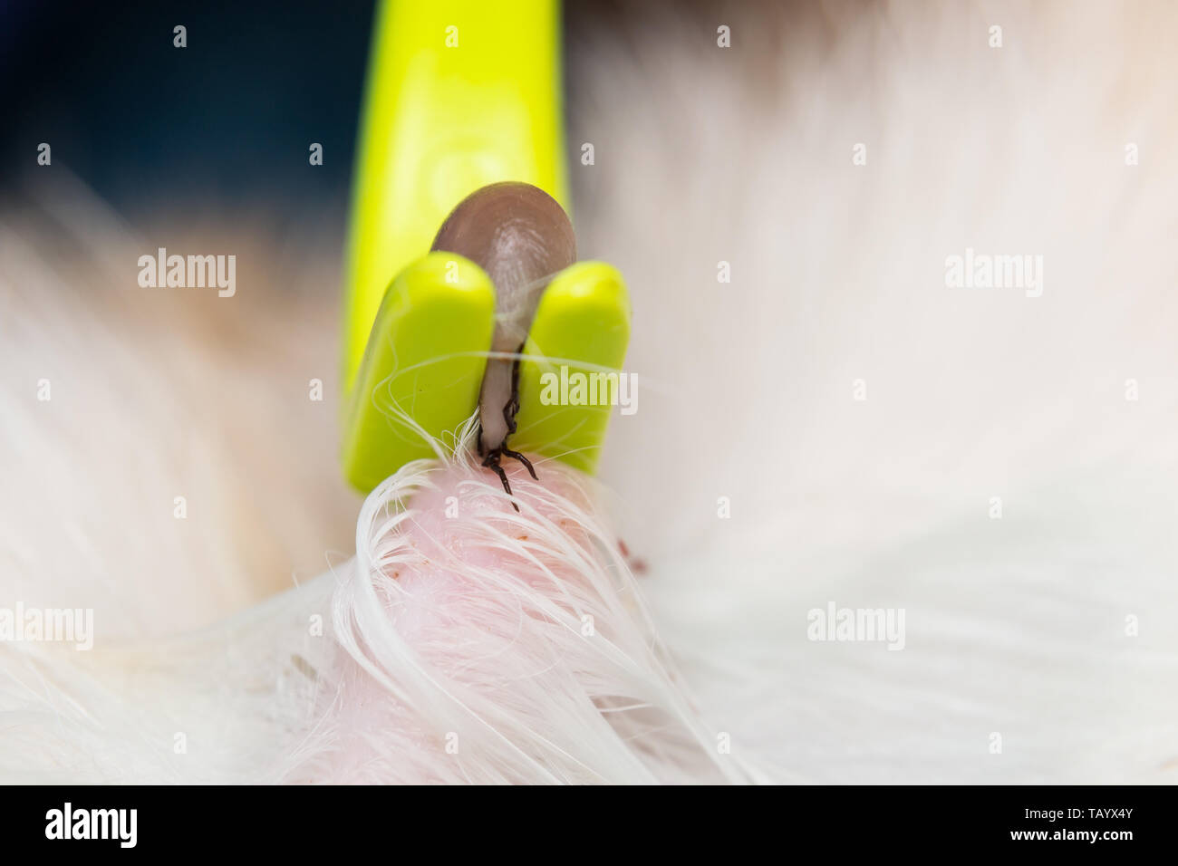tick removing with tick remover tool Stock Photo - Alamy