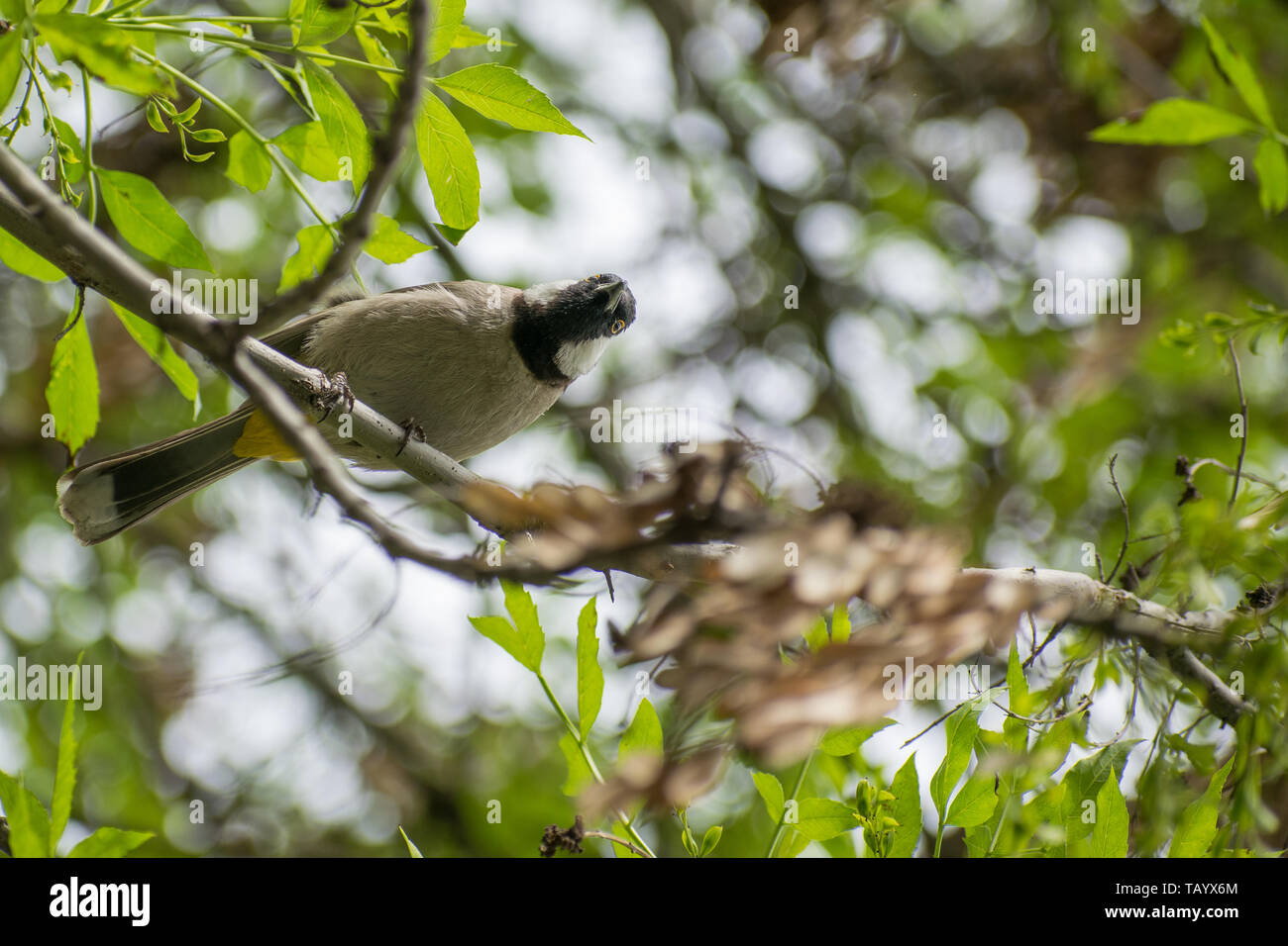Iraqi bulbul hi-res stock photography and images - Alamy