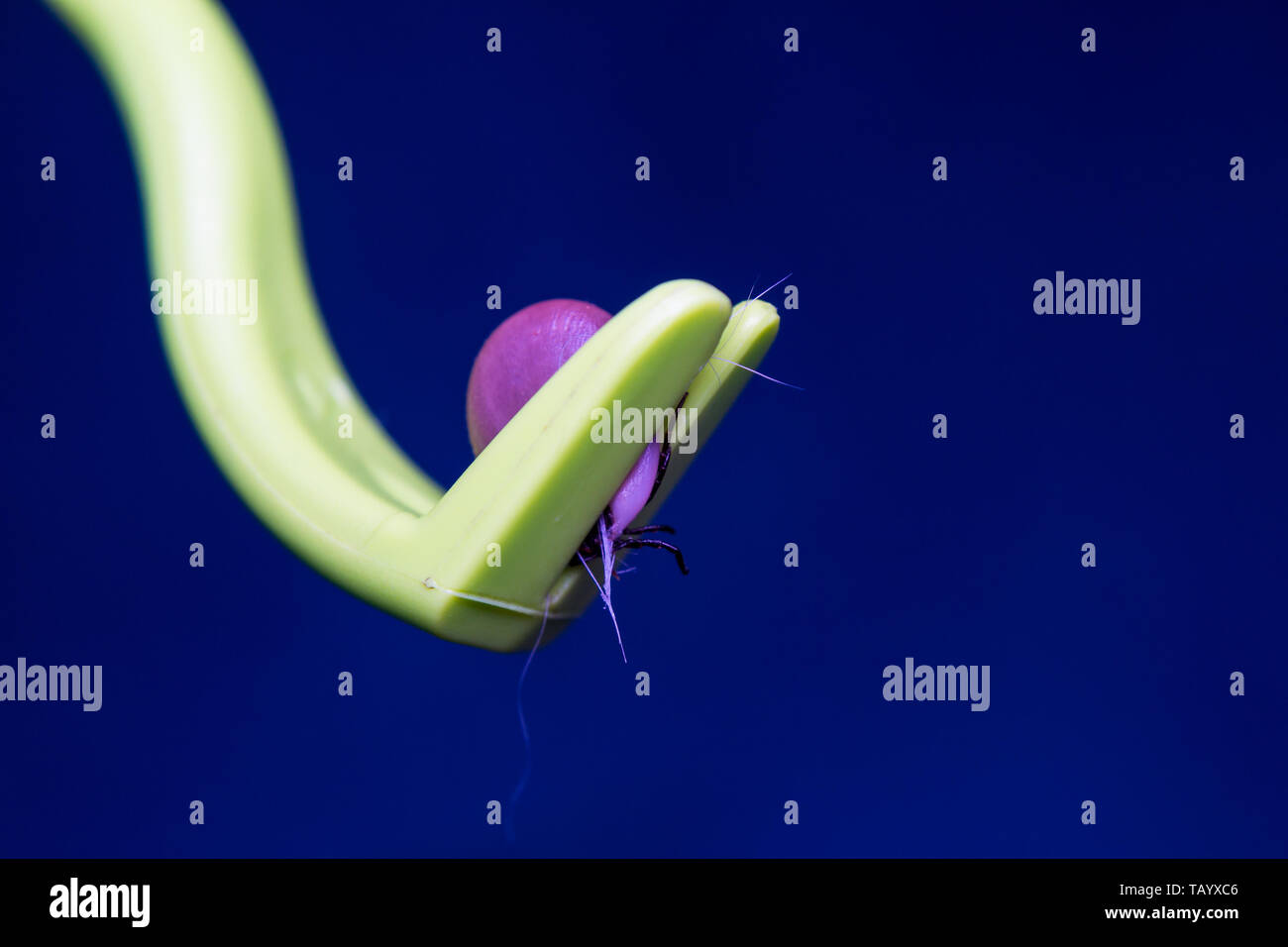 Tick attached to skin hi-res stock photography and images - Alamy