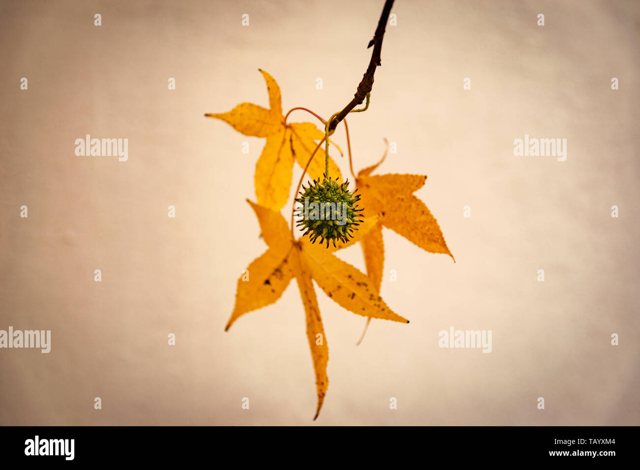 Autumn vegetation with ocher and yellowish leaves Stock Photo - Alamy