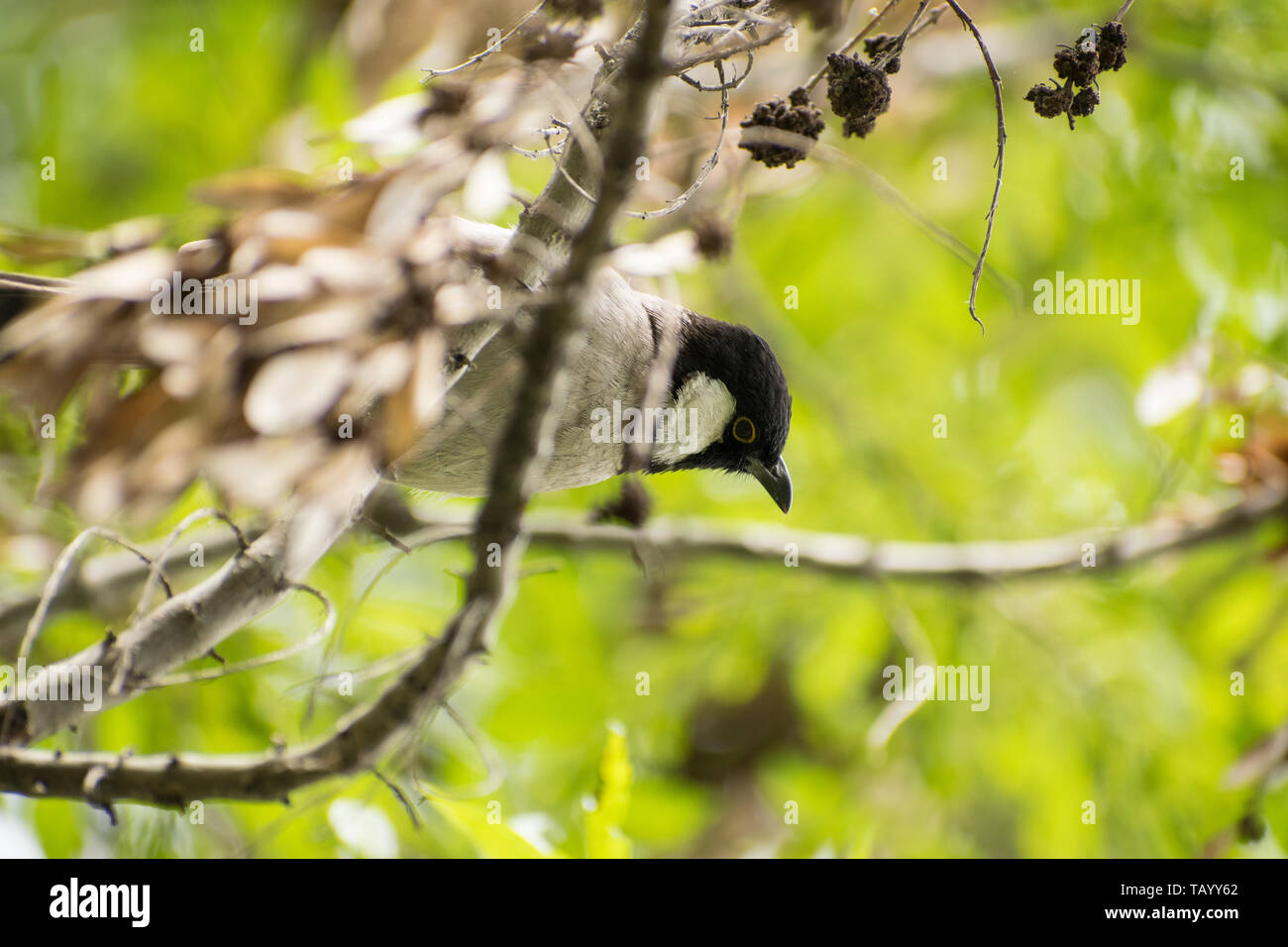 close up of beautiful white cheeked bulbul perched on tree with nice ...