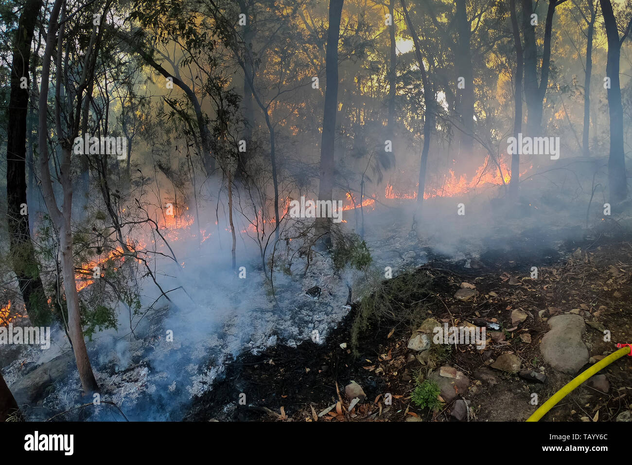 Organised Fire Service back burning to prevent bush fires in the ...
