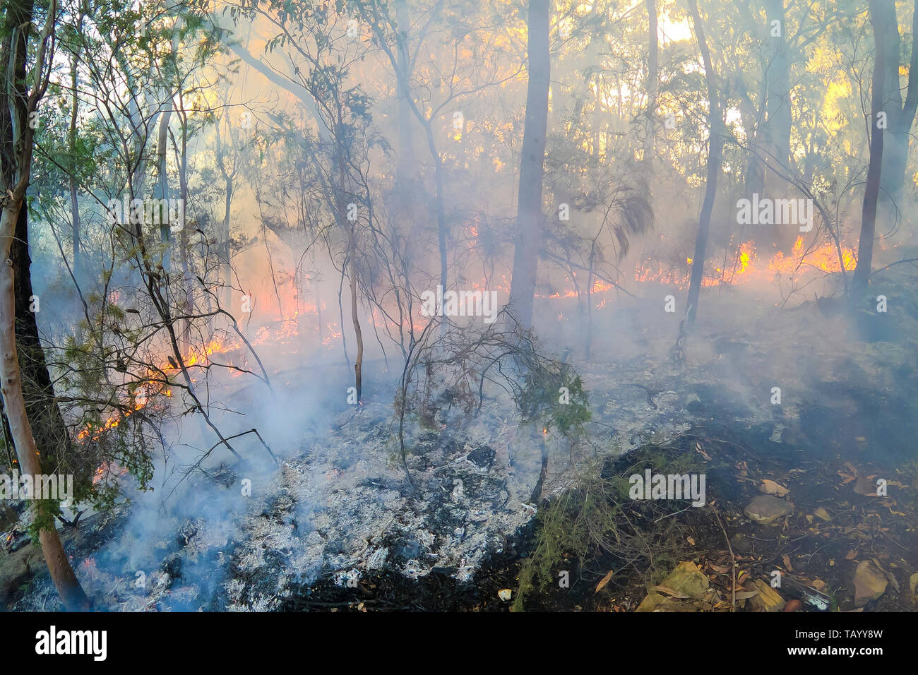 Organised Fire Service back burning to prevent bush fires in the ...