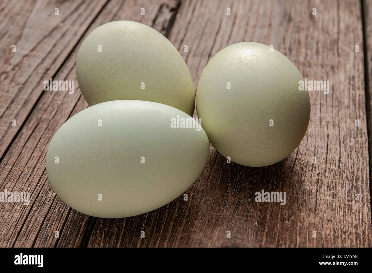 Ameraucana chicken hi-res stock photography and images - Alamy