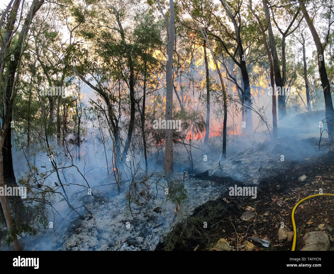 Burning Bush Symbol High Resolution Stock Photography and Images - Alamy