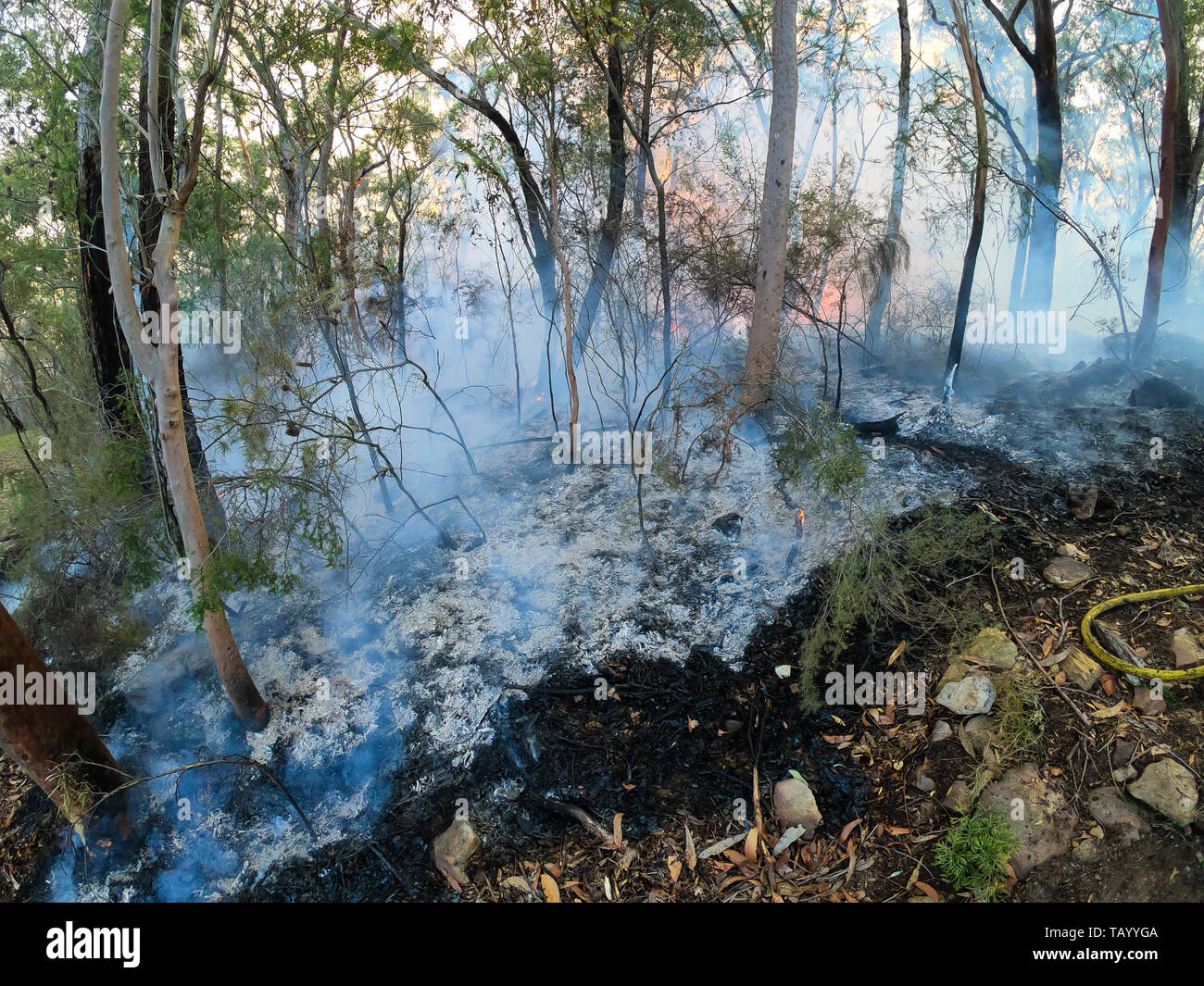 Organised Fire Service back burning to prevent bush fires in the ...