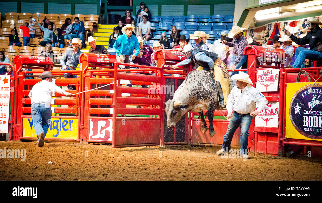 rodeo bull riding,extreme sporting event,cowboy arm in the air as he ...