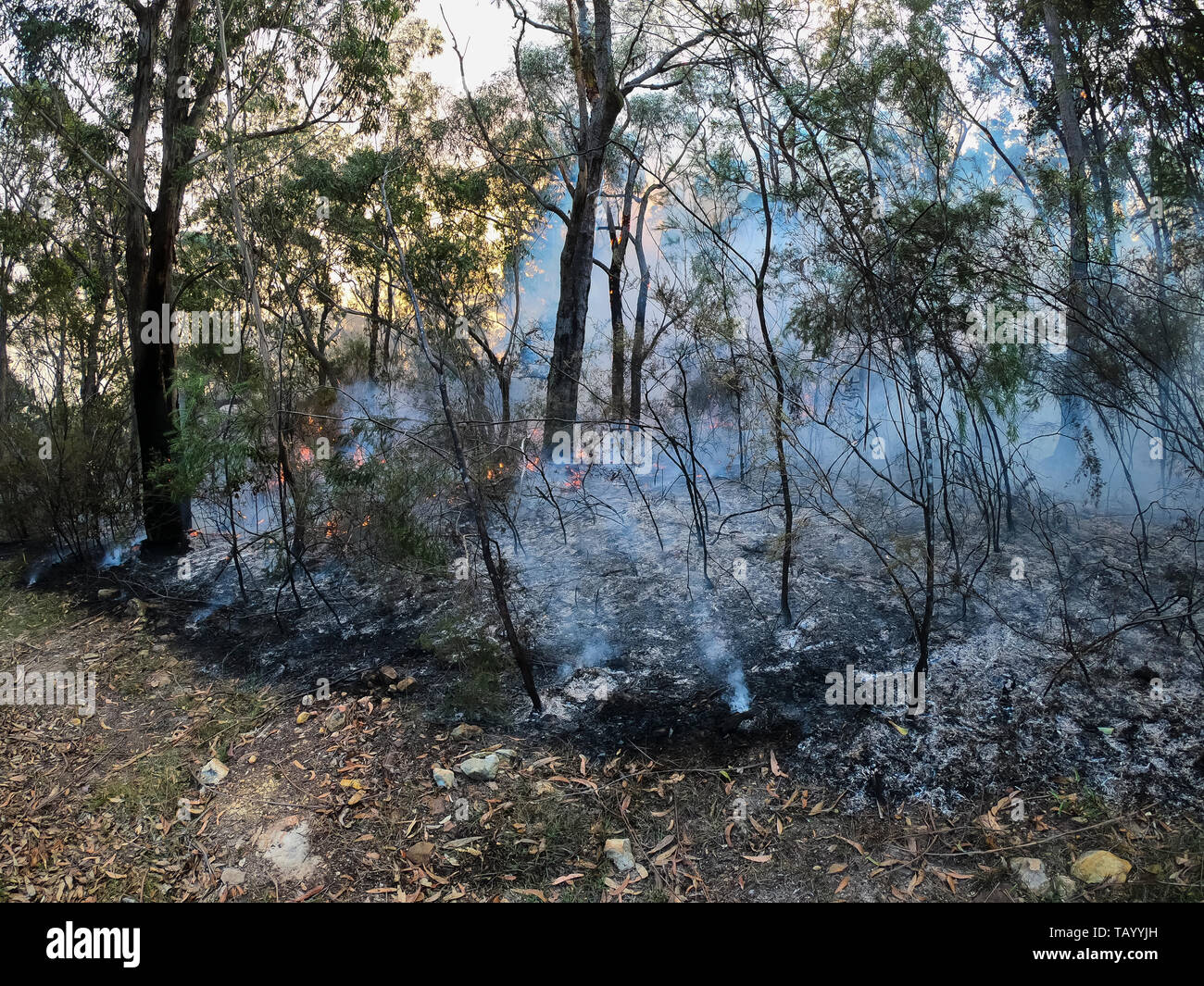 Burning bush symbol hi-res stock photography and images - Alamy