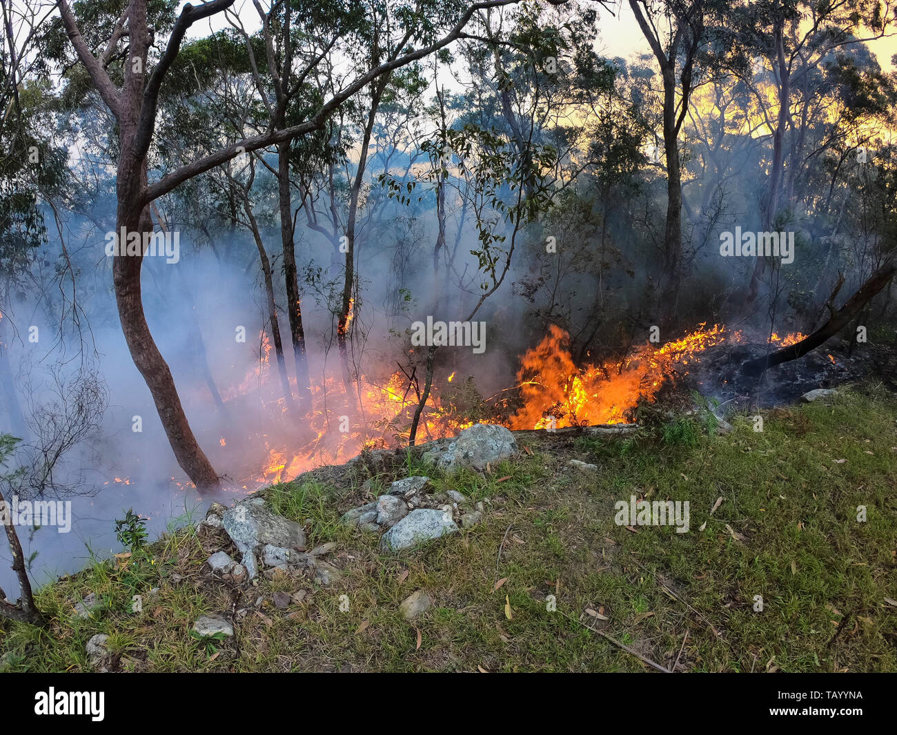 Organised Fire Service back burning to prevent bush fires in the ...