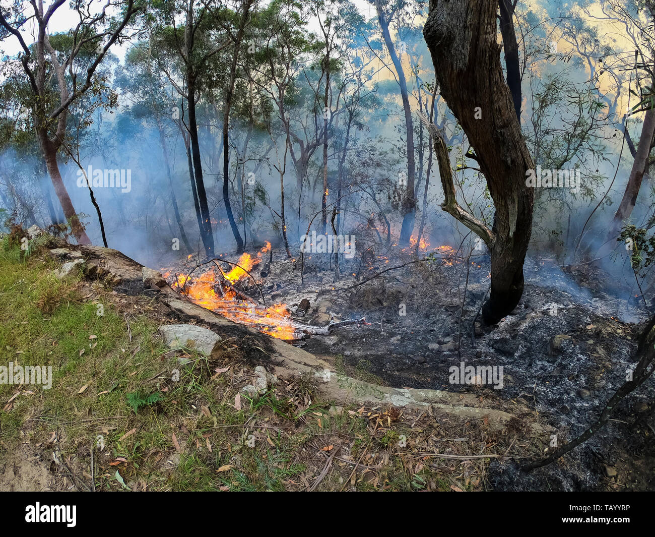 Organised Fire Service back burning to prevent bush fires in the ...