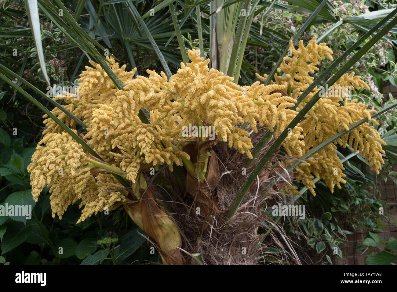 Flower panicles on a hardy fan palm : Trachycarpus Fortunei - Chusan ...