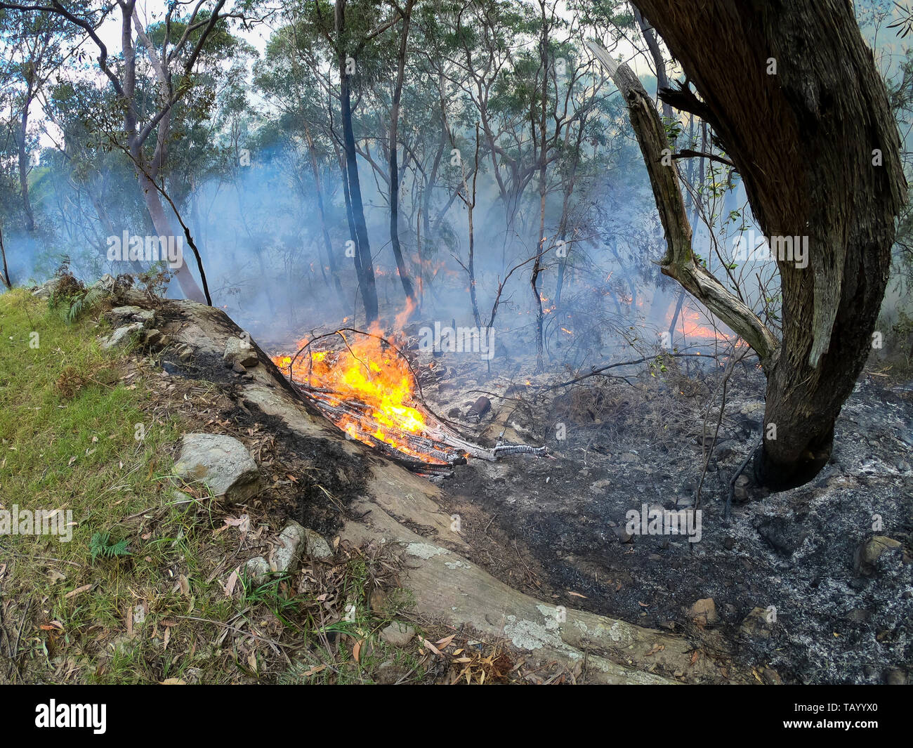 Organised Fire Service back burning to prevent bush fires in the ...