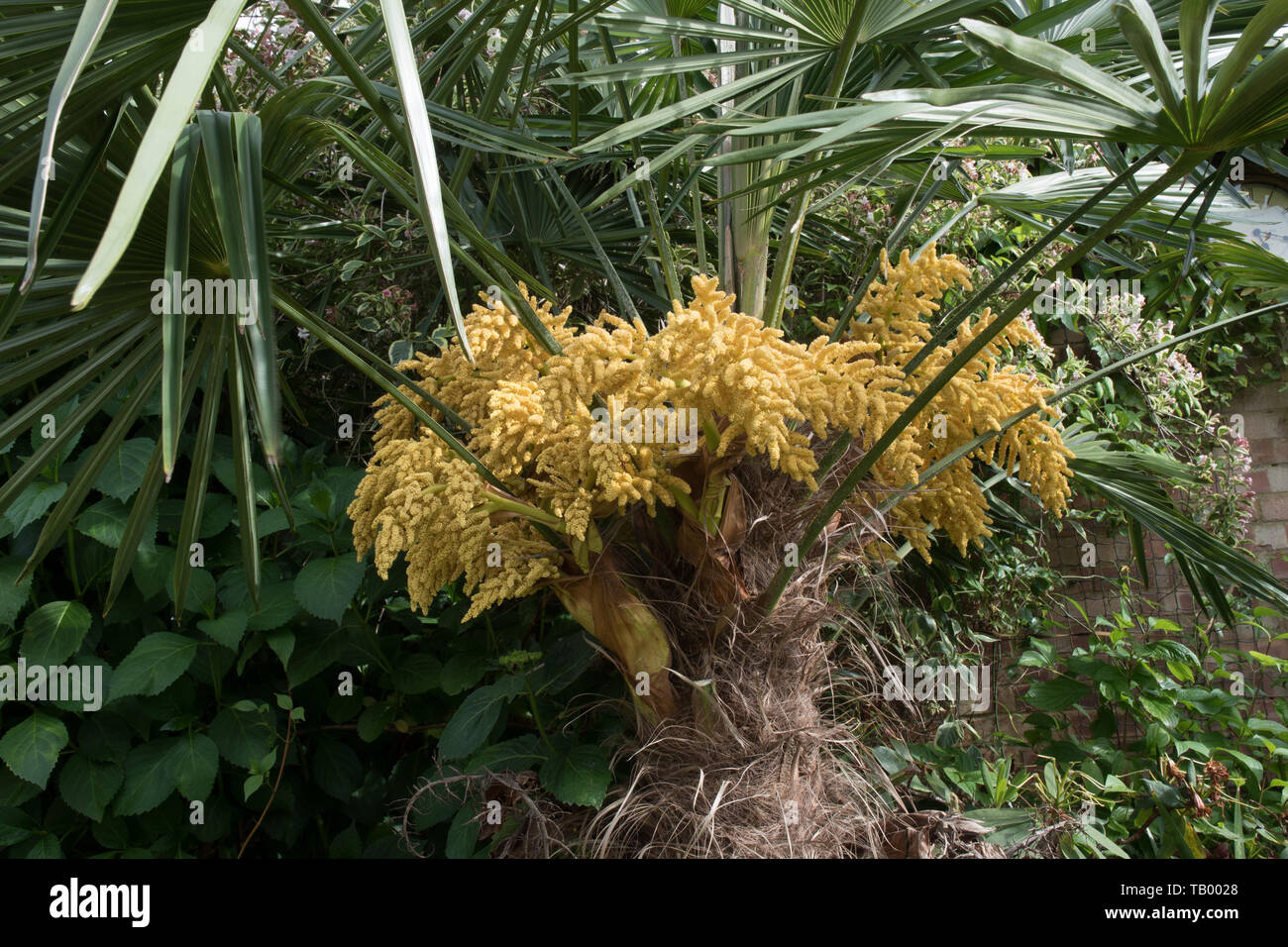 Flower panicles on a hardy fan palm : Trachycarpus Fortunei - Chusan ...