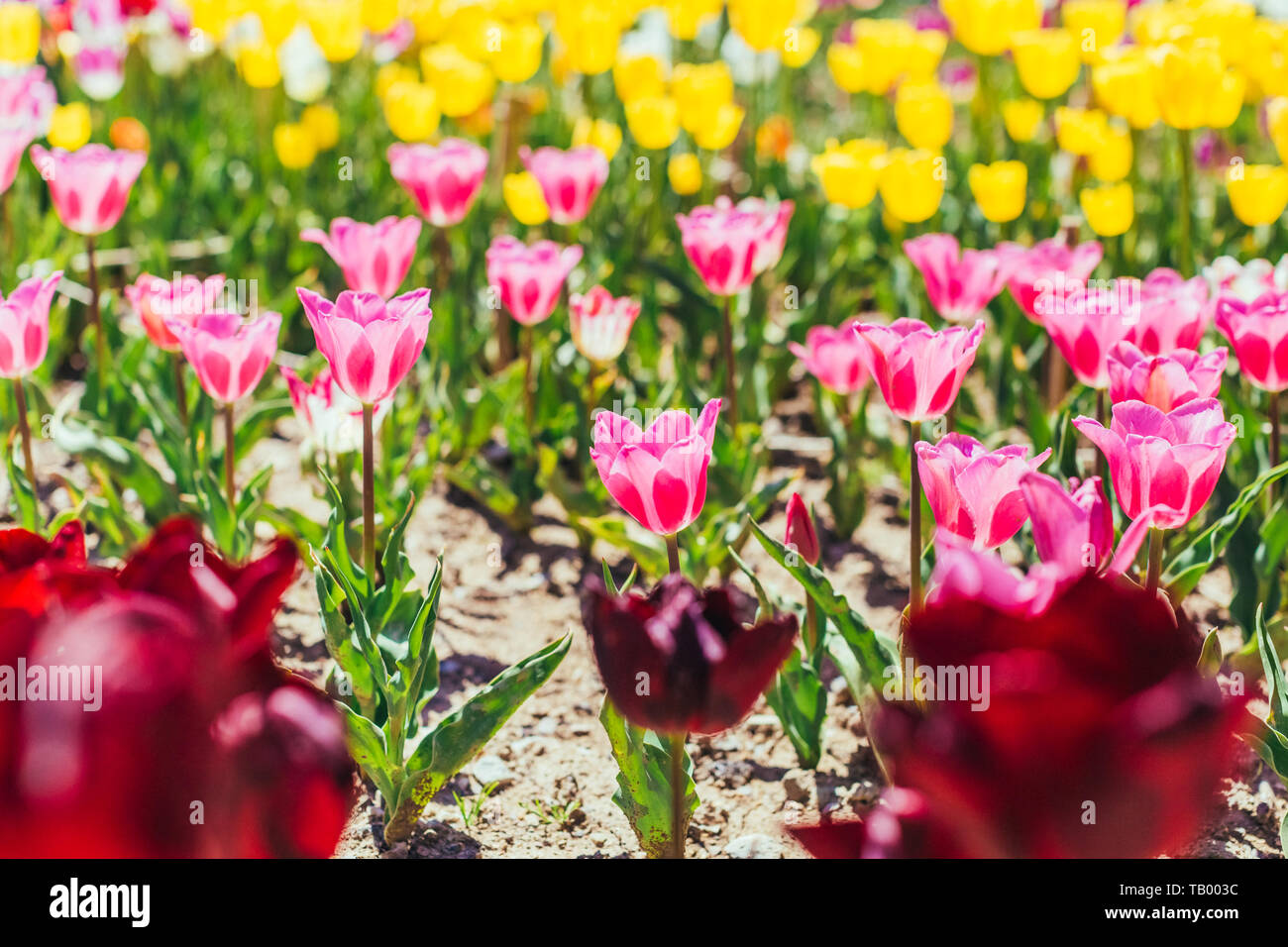 Colorful tulip garden in spring Stock Photo - Alamy