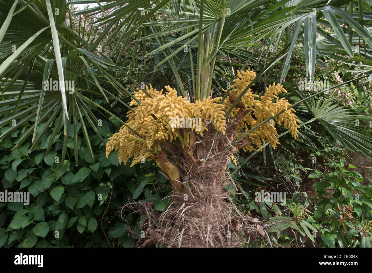 Flower panicles on a hardy fan palm : Trachycarpus Fortunei - Chusan ...