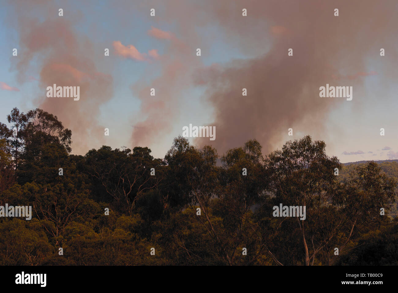 Organised Fire Service back burning to prevent bush fires in the ...