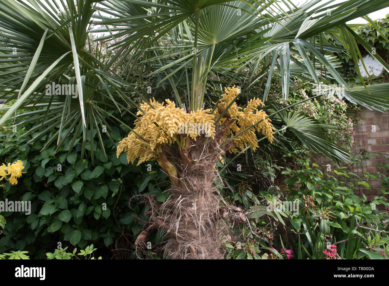 Flower panicles on a hardy fan palm : Trachycarpus Fortunei - Chusan ...