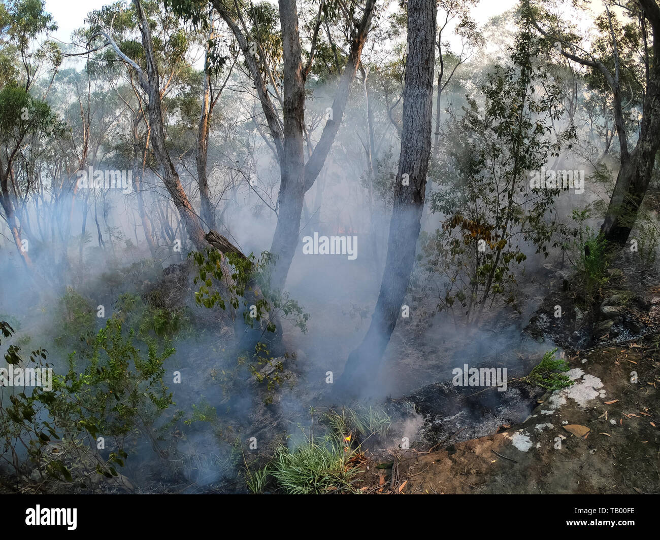 Organised Fire Service back burning to prevent bush fires in the ...