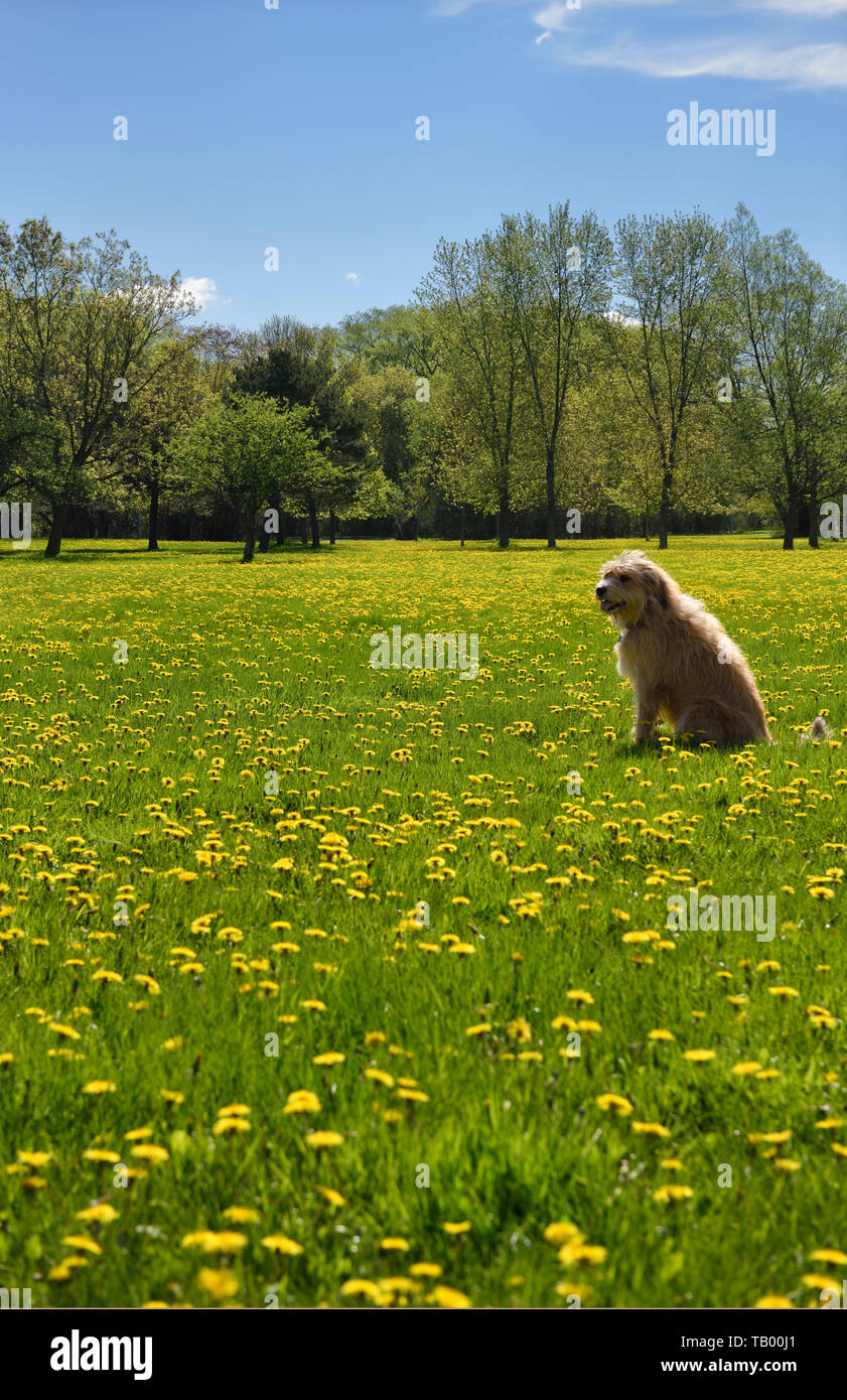 Field of flowers with dog hi-res stock photography and images - Alamy