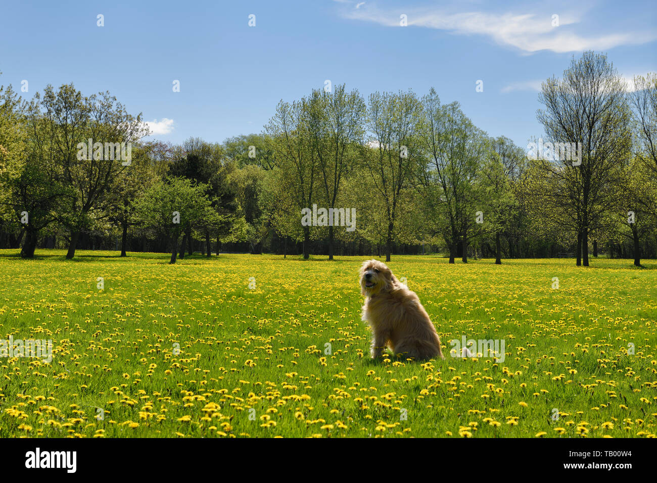 Backlit scruffy golden dog in unmowed field of fresh green grass and ...