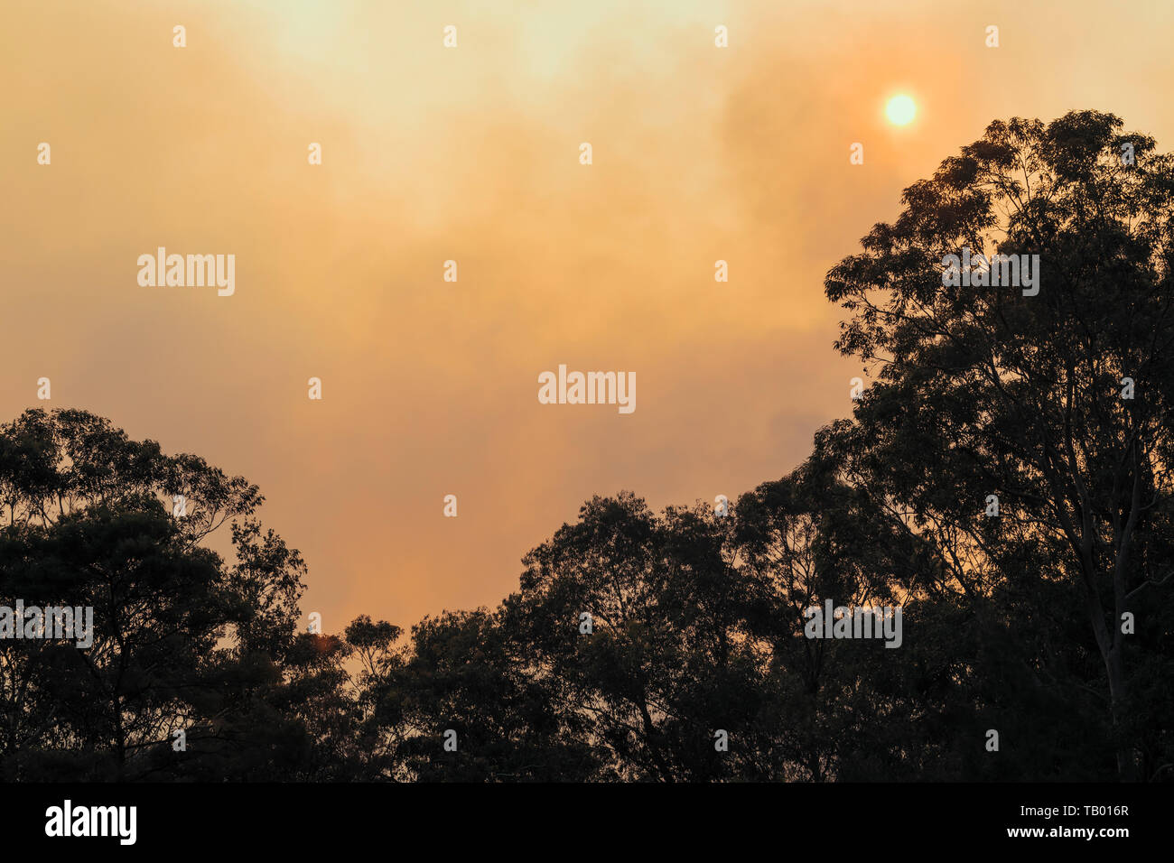 Organised Fire Service back burning to prevent bush fires in the ...