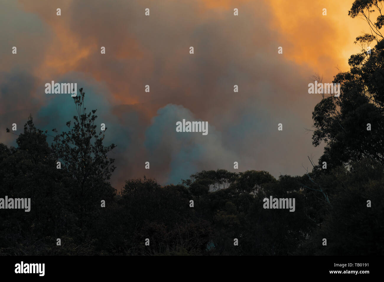 Organised Fire Service back burning to prevent bush fires in the ...