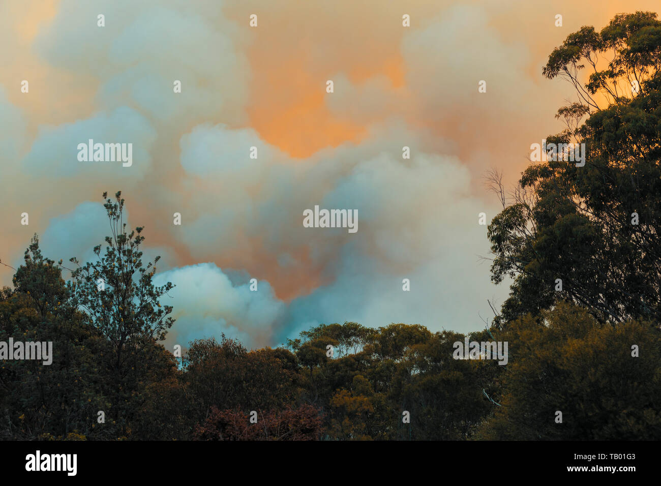 Organised Fire Service back burning to prevent bush fires in the ...