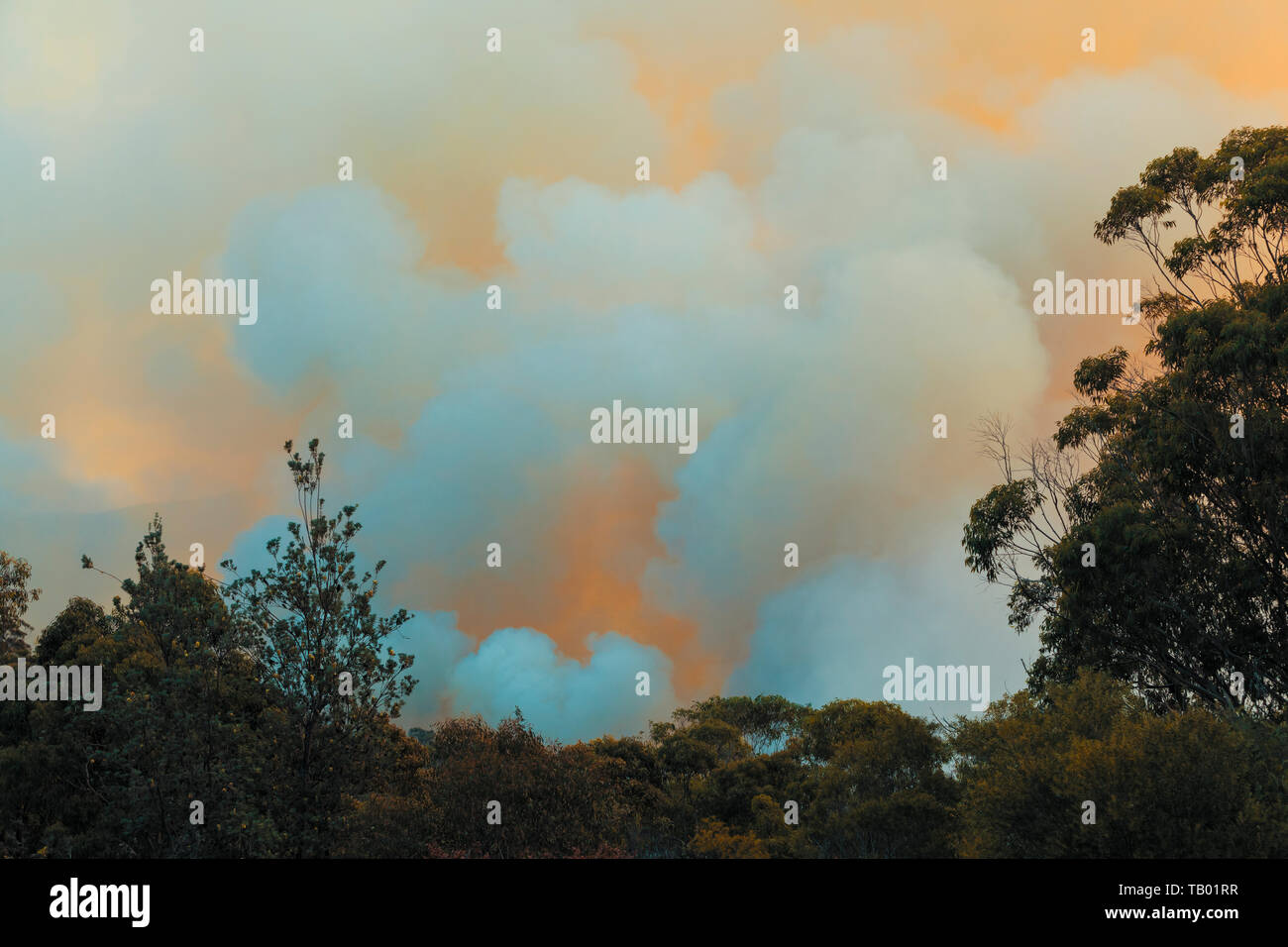 Organised Fire Service back burning to prevent bush fires in the ...