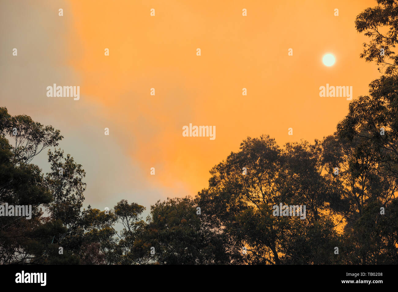 Organised Fire Service back burning to prevent bush fires in the ...