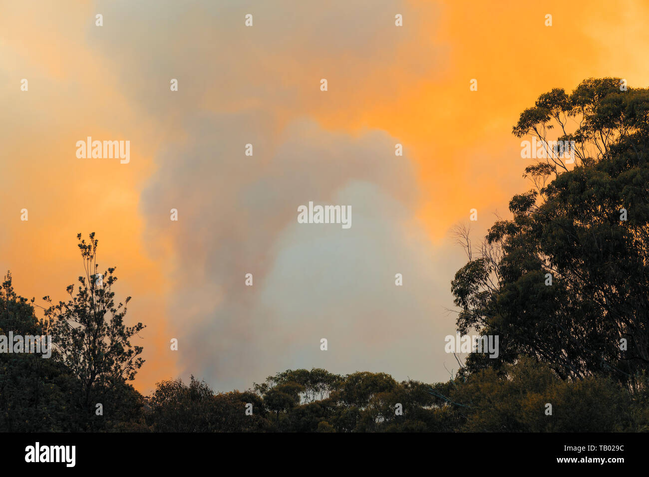 Organised Fire Service back burning to prevent bush fires in the ...